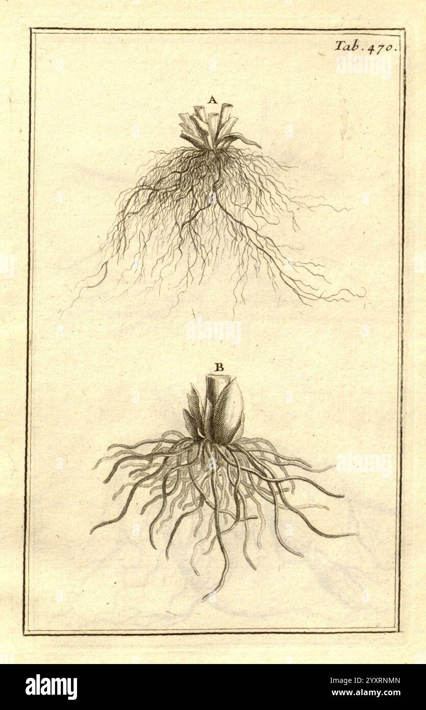 Two distinct plant structures hi-res stock photography and images - Alamy