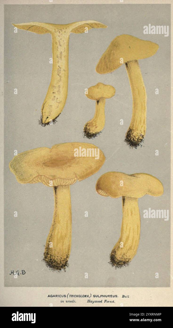 Prominent specimens hi-res stock photography and images - Alamy