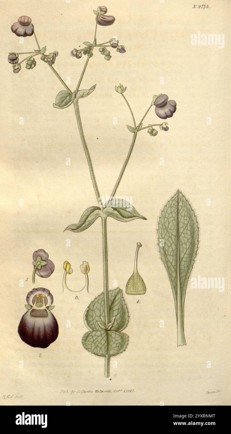 Curtis's Botanical Magazine London New York etc. Botany Periodicals ...