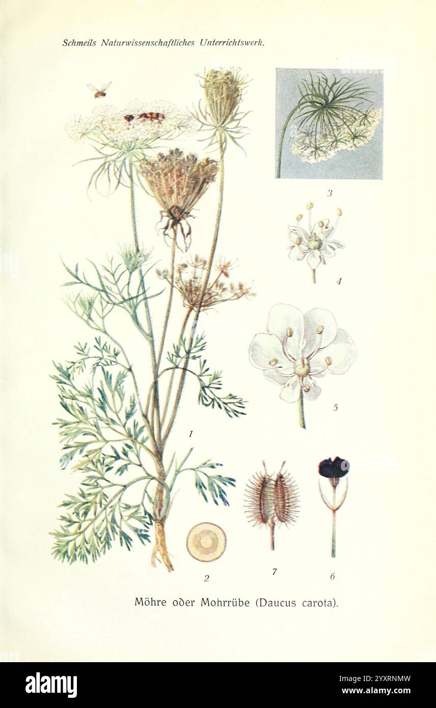 Phylum tracheophyta taxonomy hi-res stock photography and images - Alamy