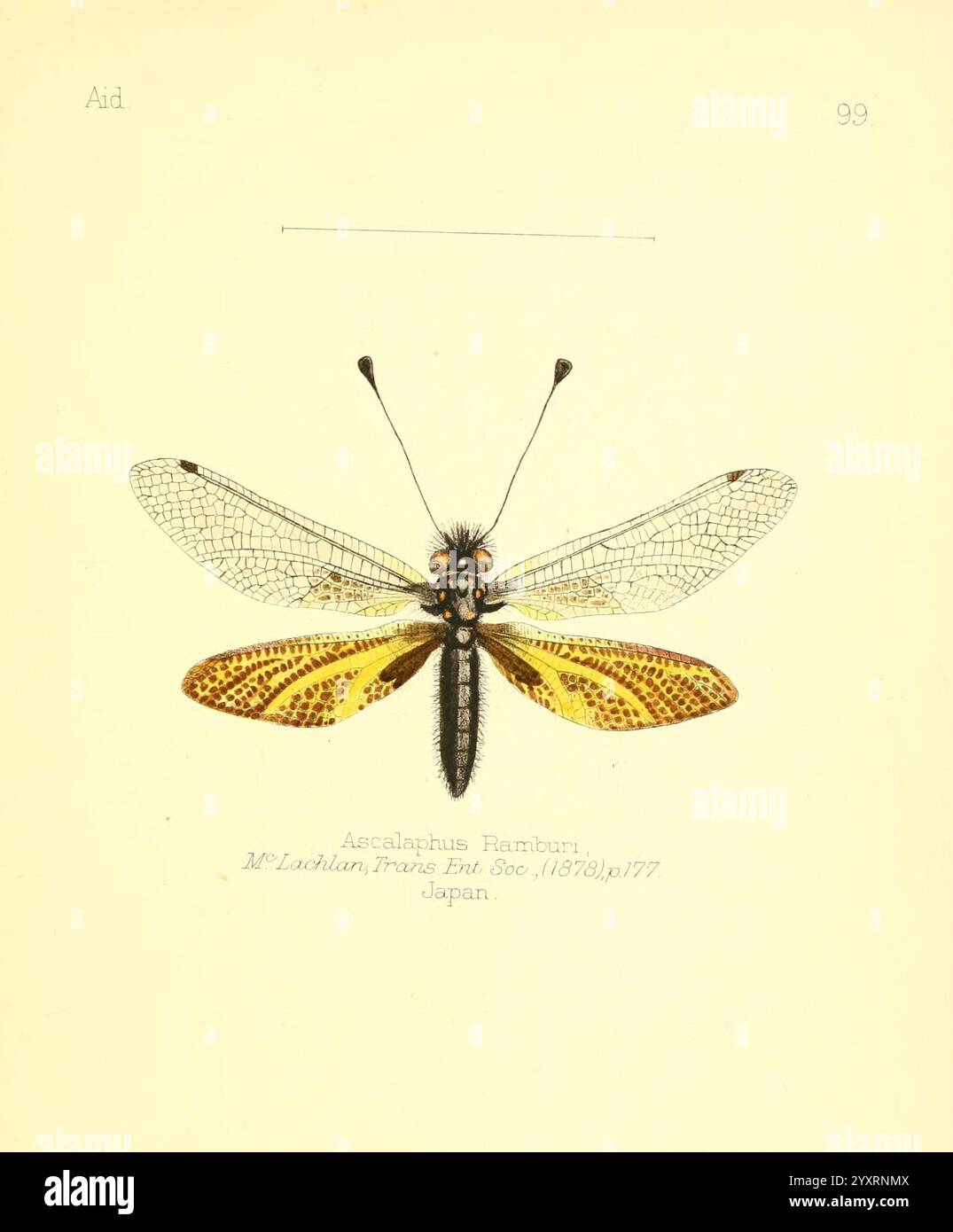 Insects striking physical characteristics hi-res stock photography and ...