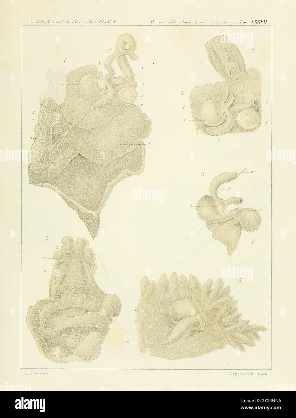 Labeled section showcases different organs hi-res stock photography and ...