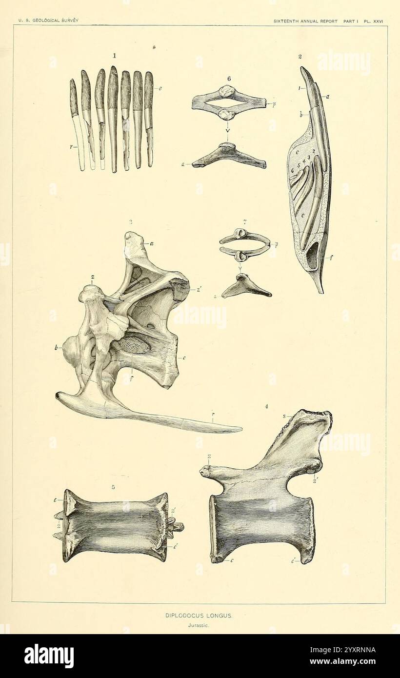 Skeletal structures associated hi-res stock photography and images - Alamy