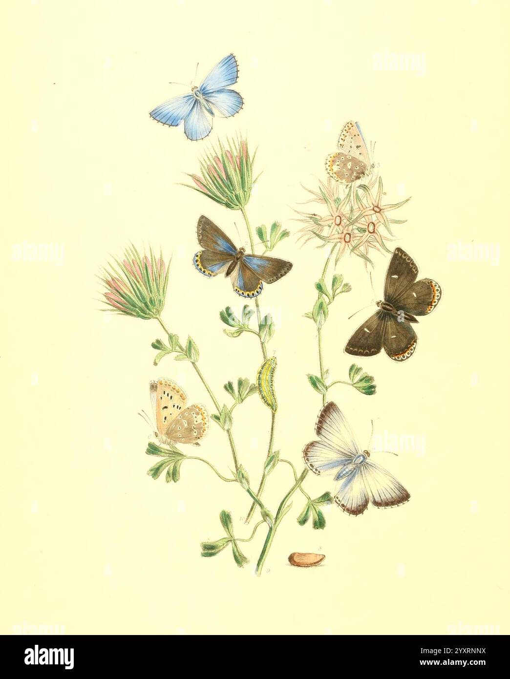 British, butterflies, and, their, transformations, London, William ...