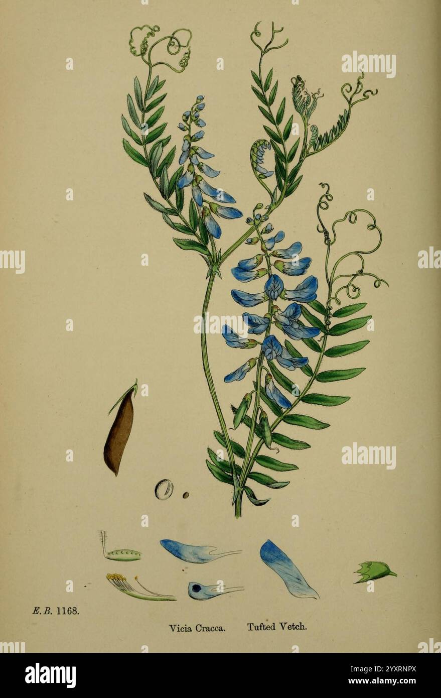 English, Botany, Coloured, Figures of British Plants, London, R ...