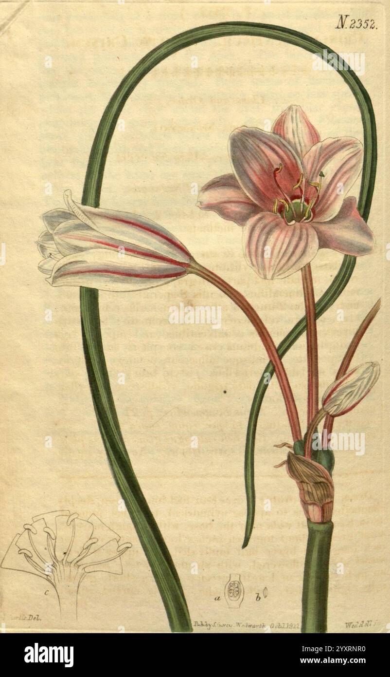 Curtis's Botanical Magazine London, New York Botanical Illustration ...