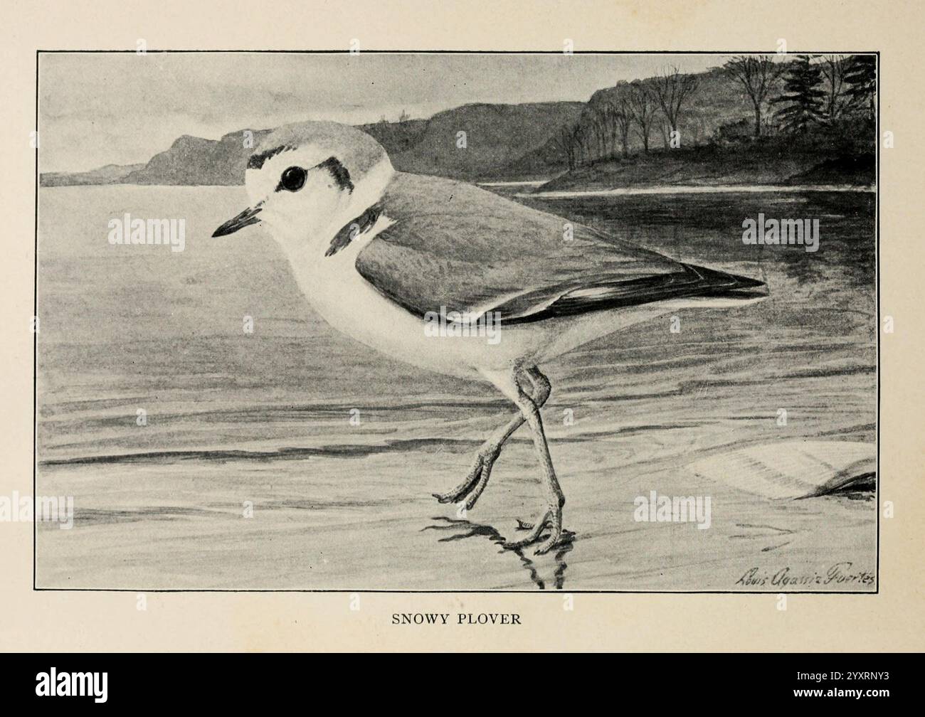 Birds subtle shades hi-res stock photography and images - Alamy