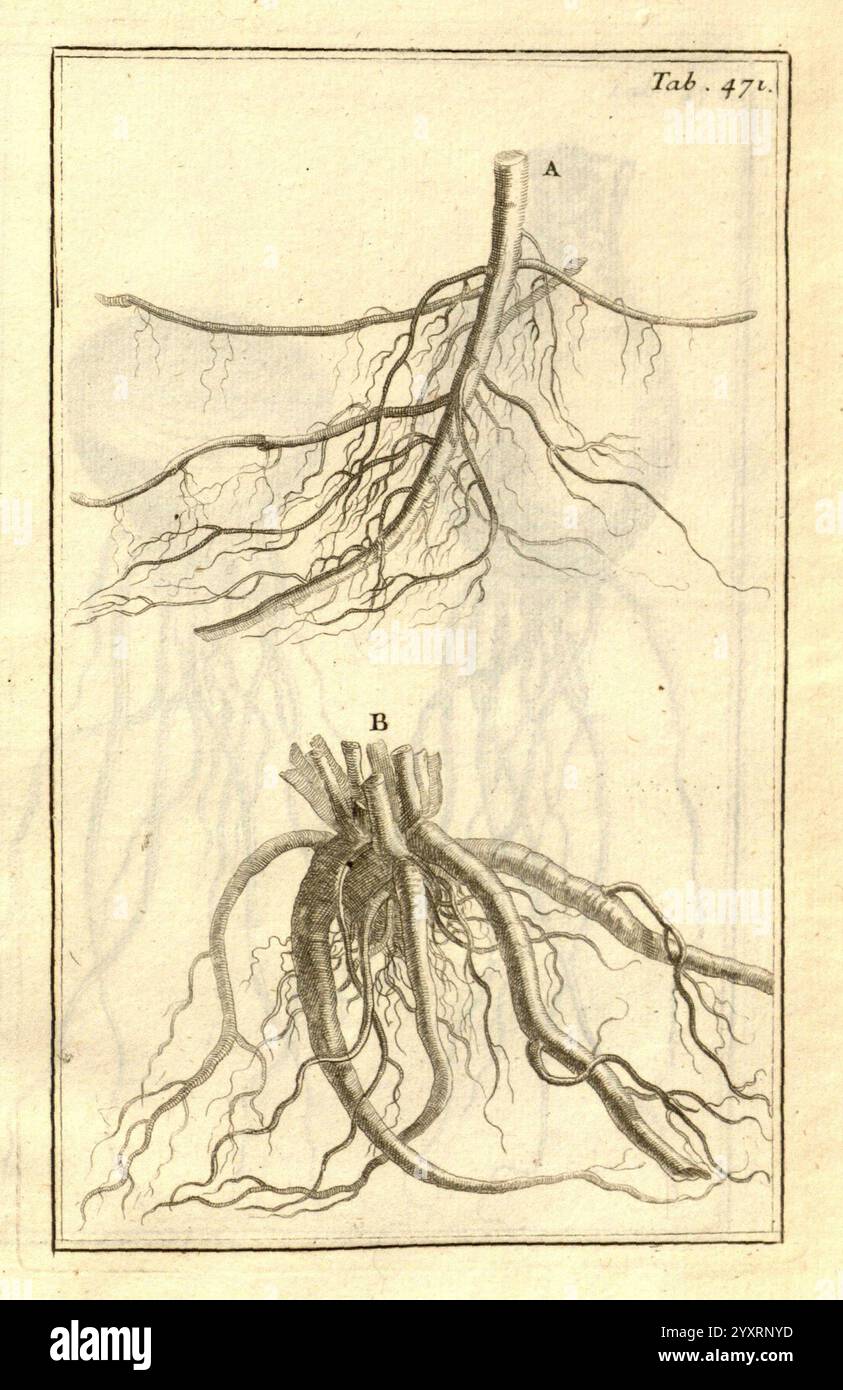 Joseph Pitton de Tournefort, Institutiones rei herbariae, Parisiis, E ...
