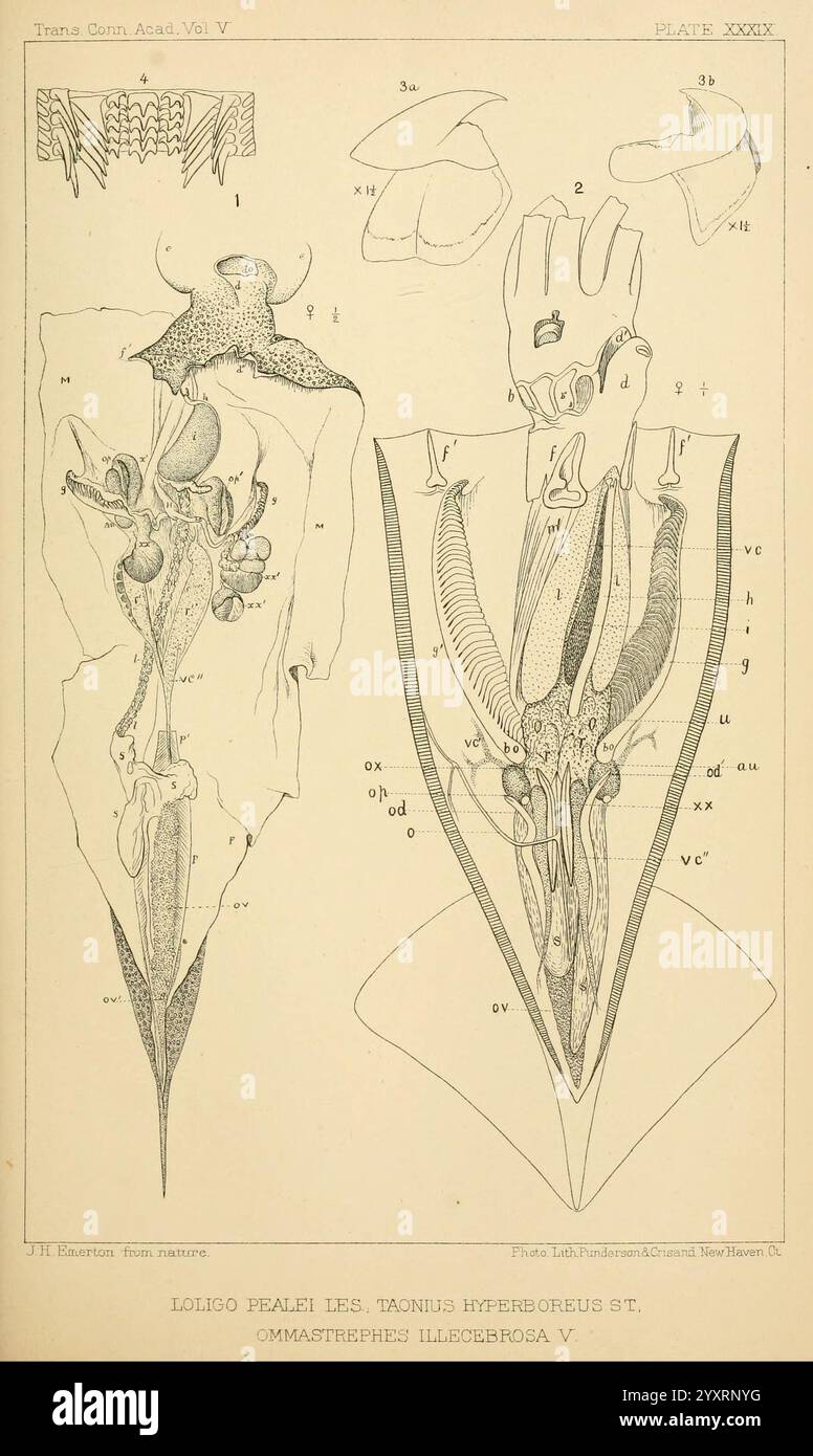 Two primary sections hi-res stock photography and images - Alamy