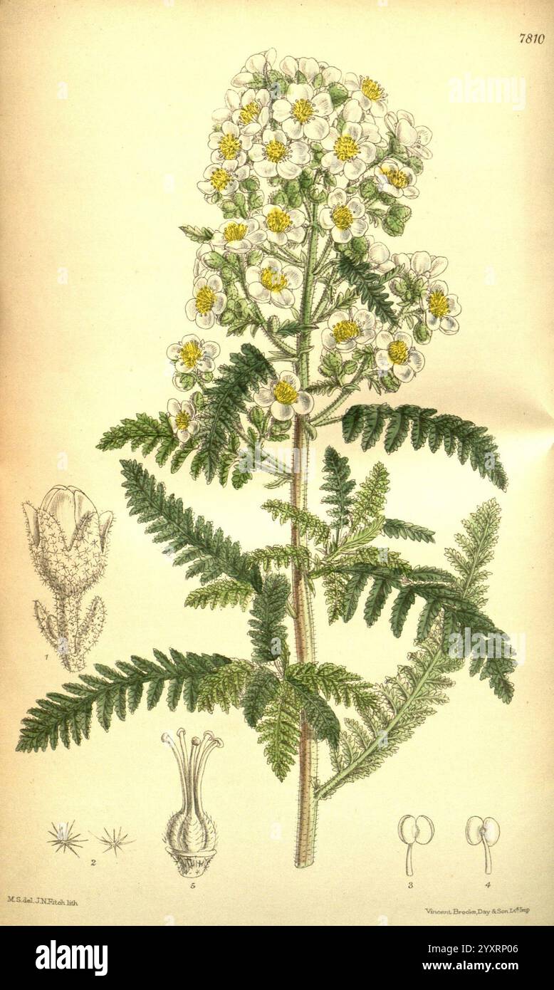 Flowers anatomy highlight features hi-res stock photography and images ...