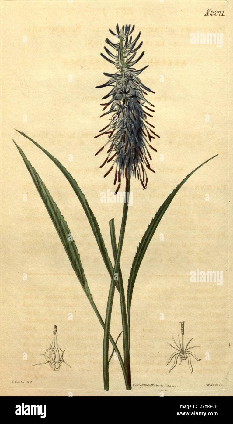 Plants ornamental curtis phyteuma hi-res stock photography and images ...