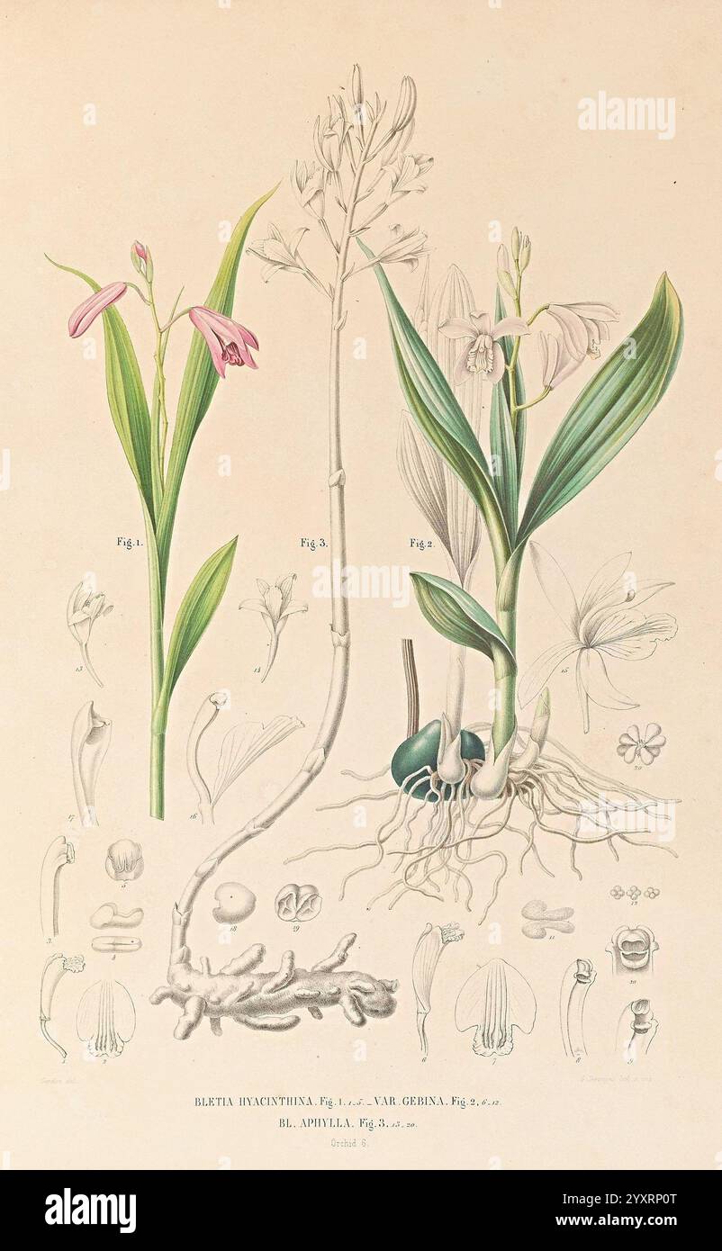 Collection, des, orchidées, les plus remarquables, de l', Archipel ...