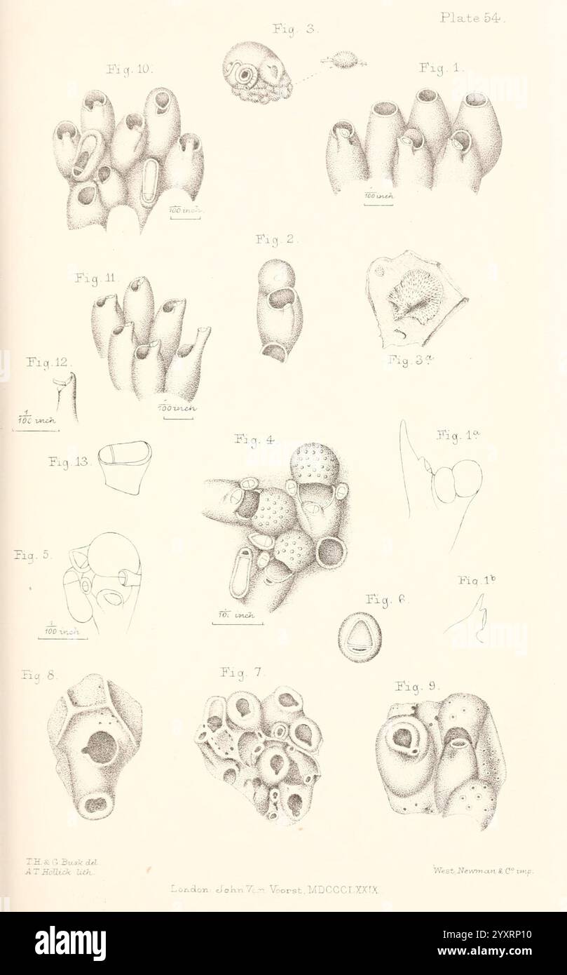 Larger biological classification hi-res stock photography and images ...