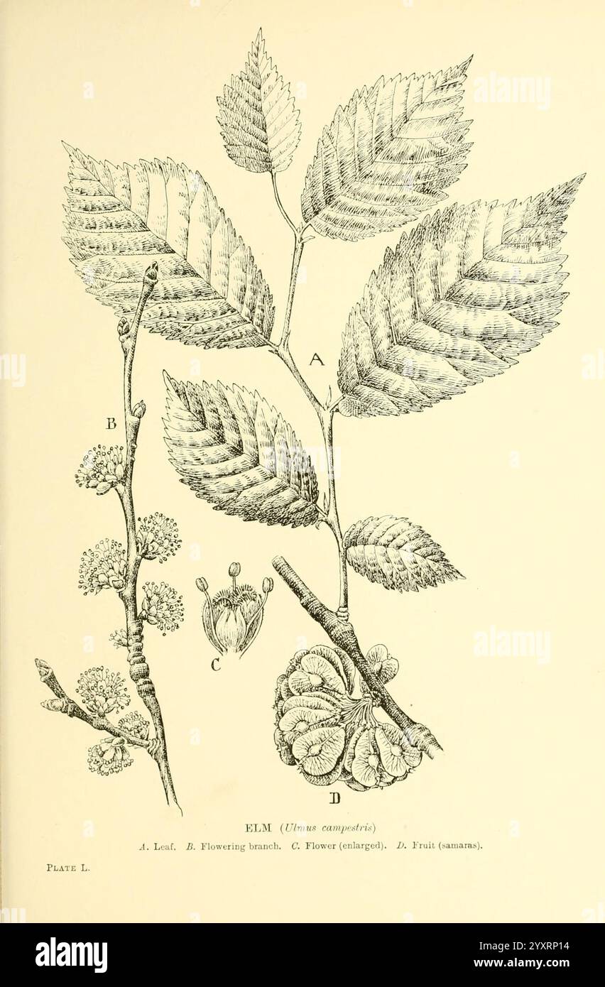 Trees and shrubs of the British Isles, London Dent 1909, botany, Great ...