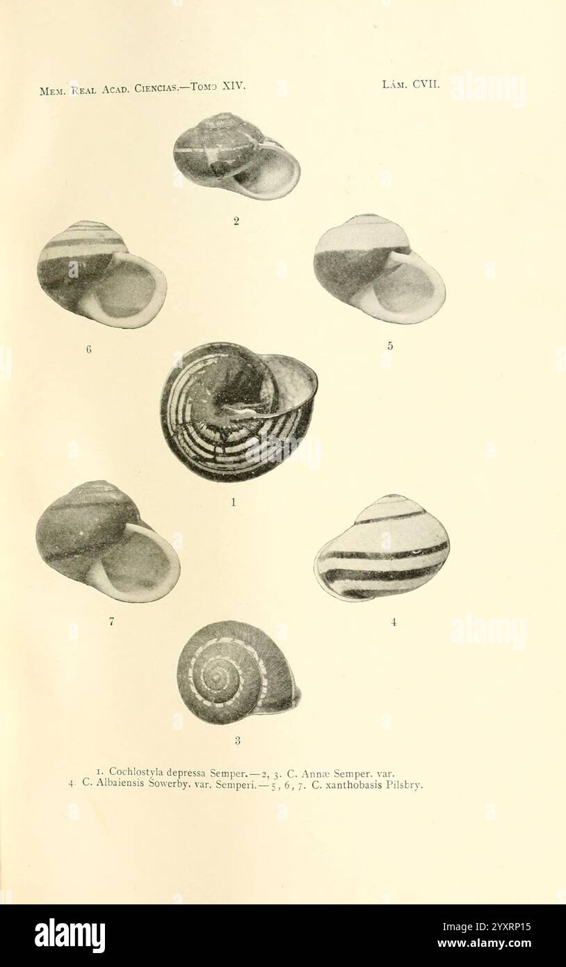 Molluscan habitats hi-res stock photography and images - Alamy