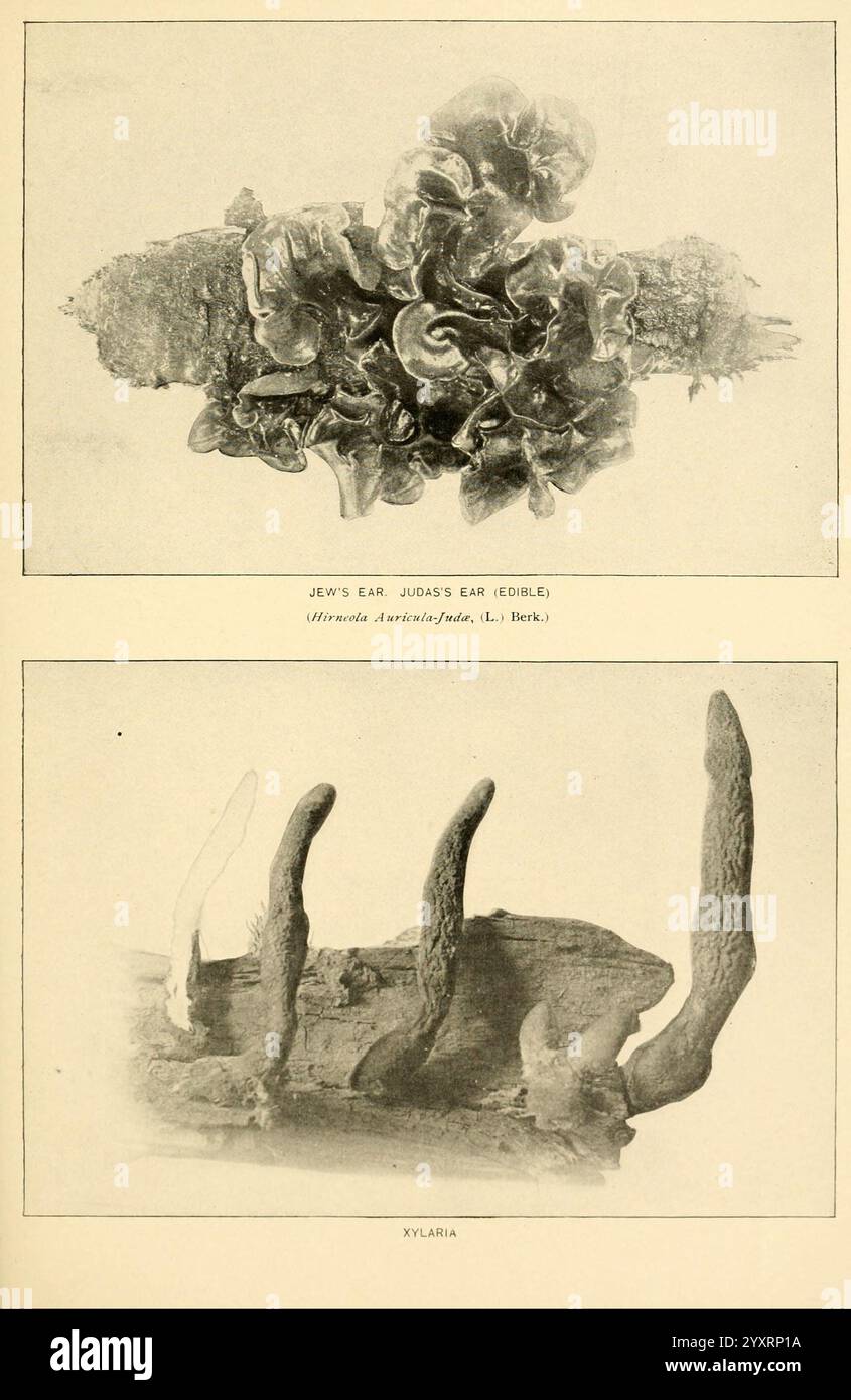 Upper section depicts two types hi-res stock photography and images - Alamy
