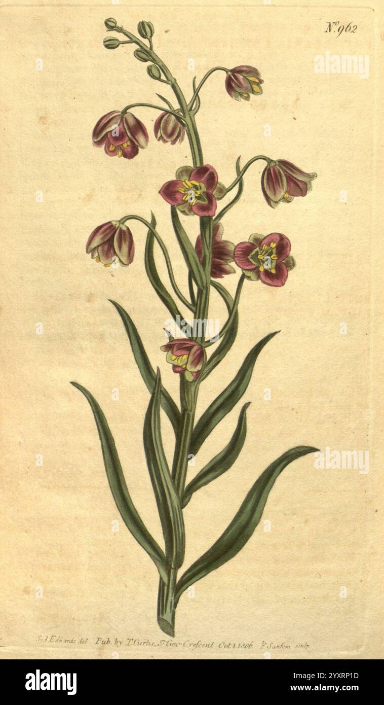 Curtis's Botanical Magazine London New York botany periodicals ...