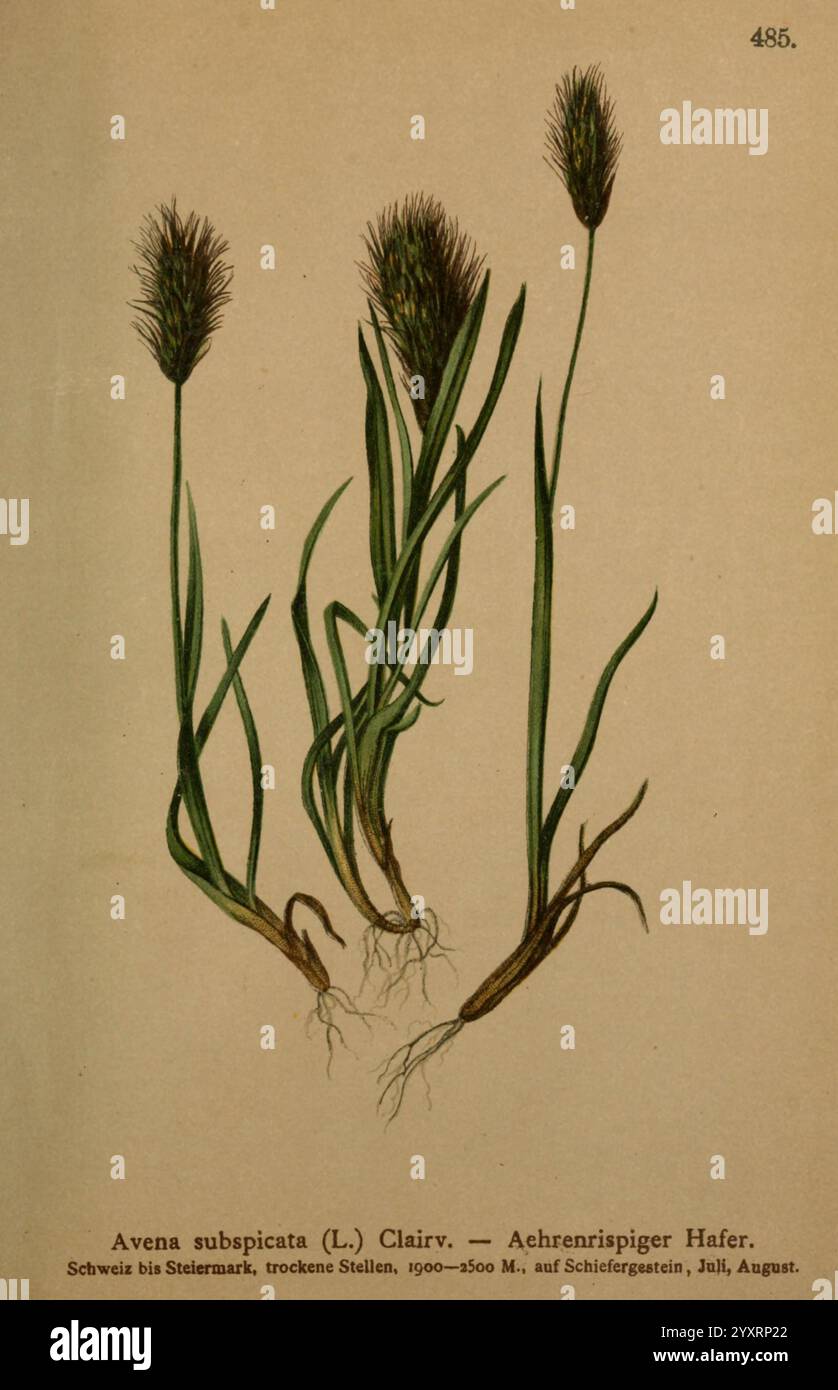 Atlas der Alpenflora Wien Eigenthum und Verlag des Deutschen und ...