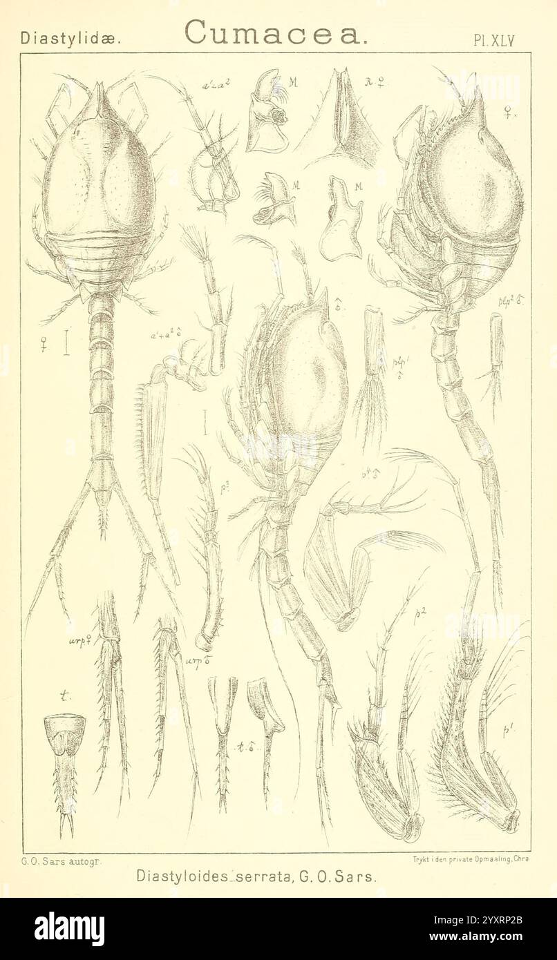 Highlighting distinct body segments hi-res stock photography and images ...
