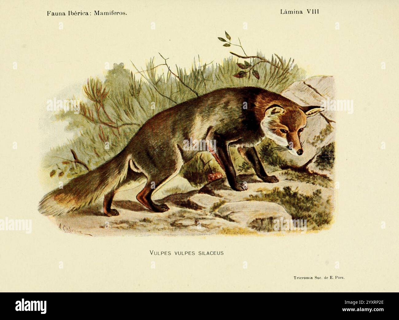 Mammals spain taxonomy hi-res stock photography and images - Alamy