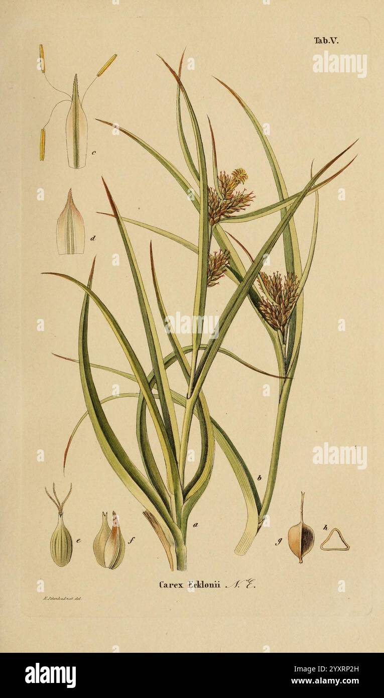 Distinctive triangular shaped fruits hi-res stock photography and ...