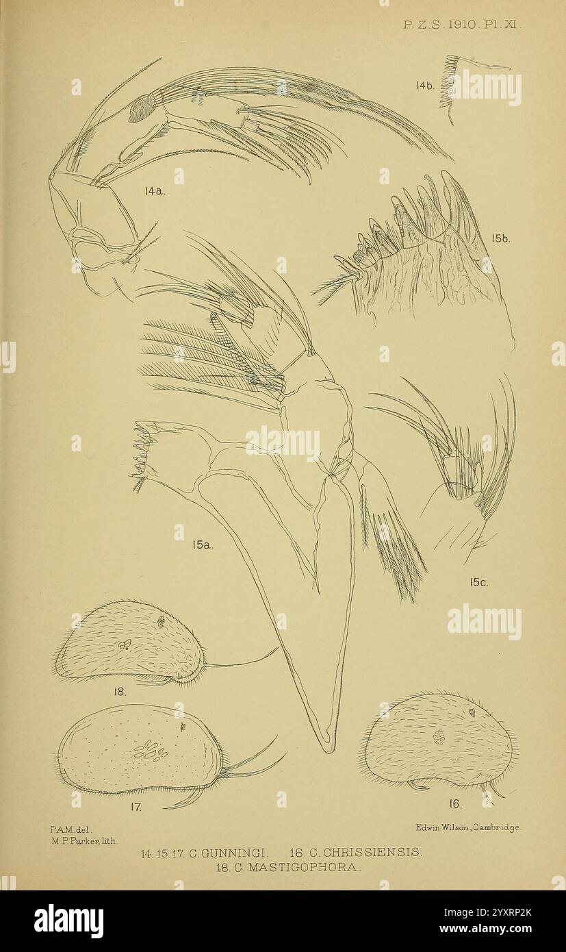 Class mastigophora hi-res stock photography and images - Alamy