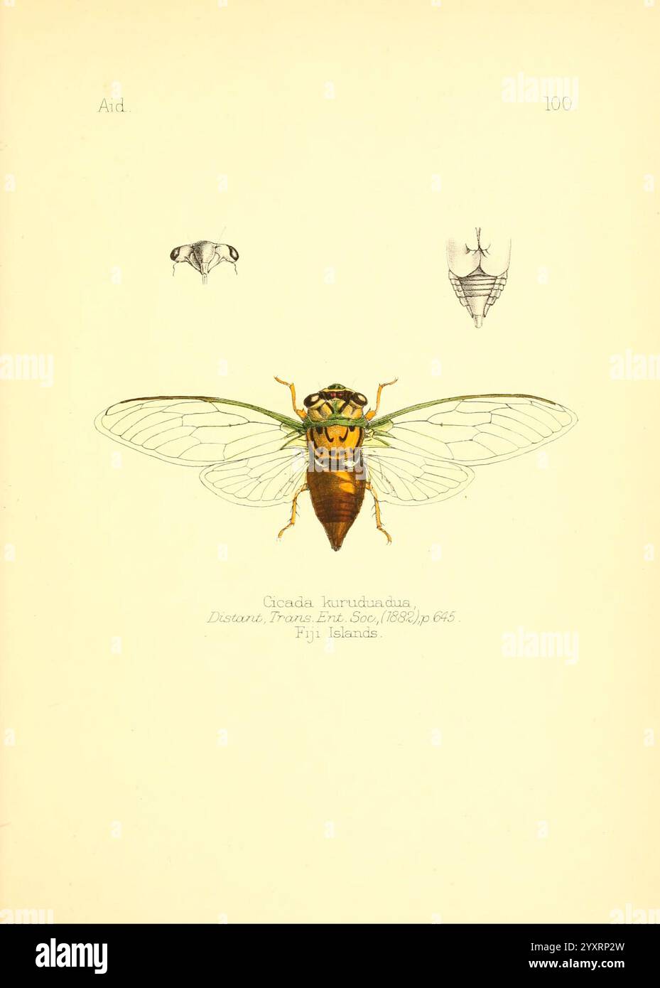 Cicadas origin hi-res stock photography and images - Alamy