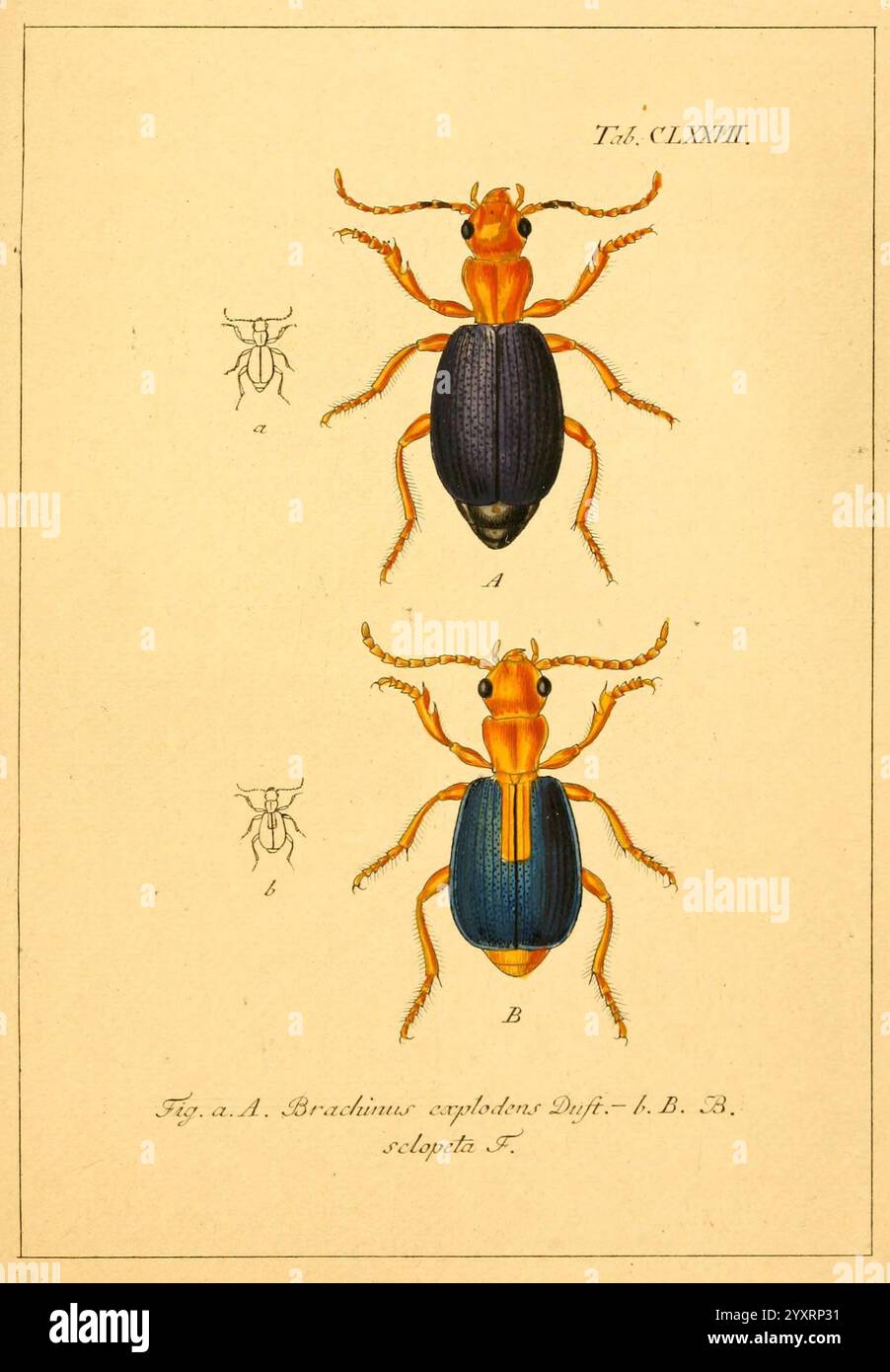 Beetle b displays hi-res stock photography and images - Alamy