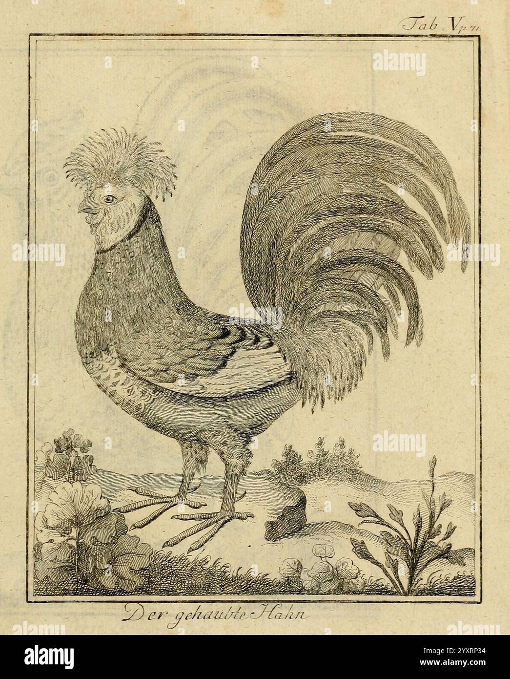 Roosters feathery texture hi-res stock photography and images - Alamy