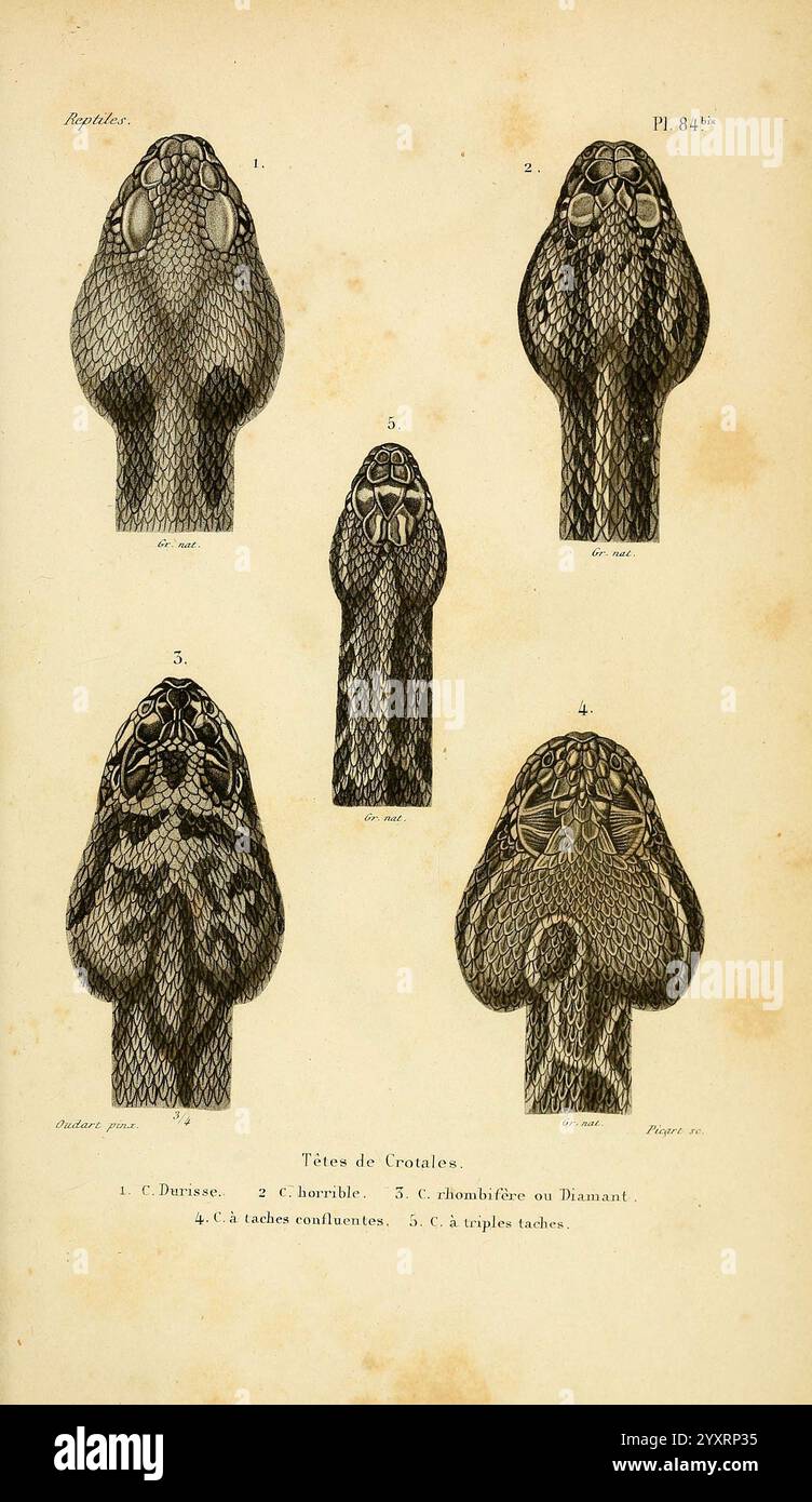 Five distinct illustrations hi-res stock photography and images - Alamy
