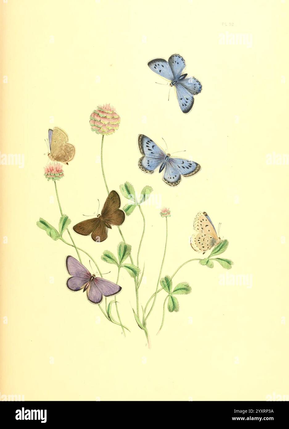 British butterflies and their transformations London William Smith 1841 ...