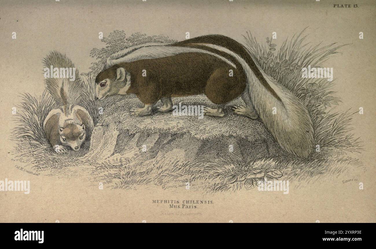 Memphitis chelensis hi-res stock photography and images - Alamy