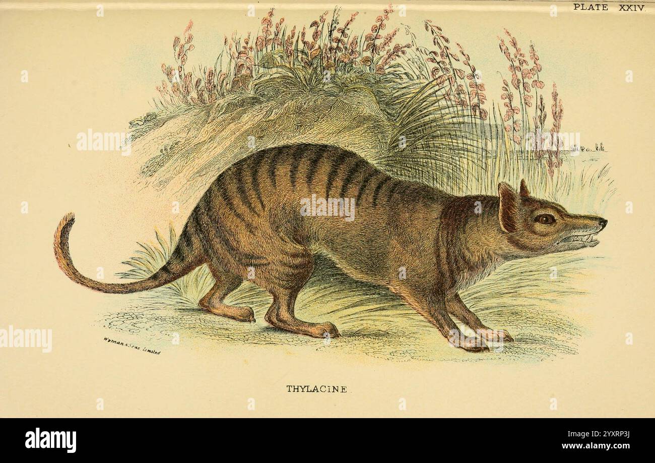 Thylacines unique physical characteristics hi-res stock photography and ...