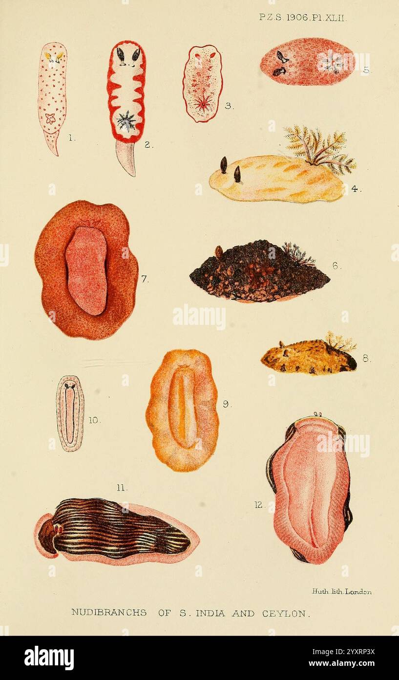 Flattened varieties hi-res stock photography and images - Alamy