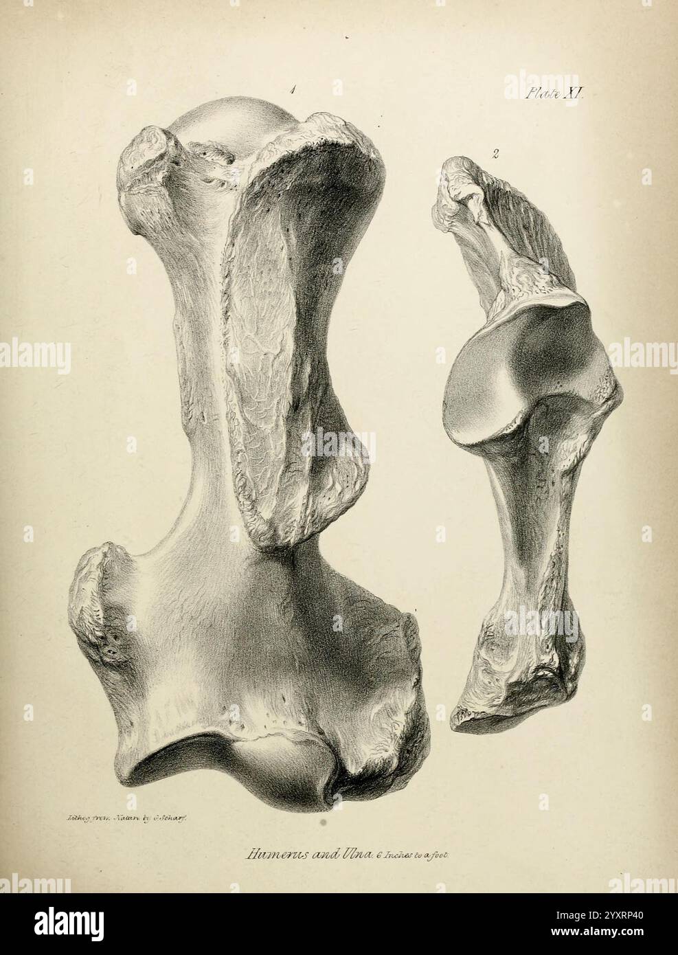 Description of the skeleton of an extinct gigantic Sloth, Mylodon ...