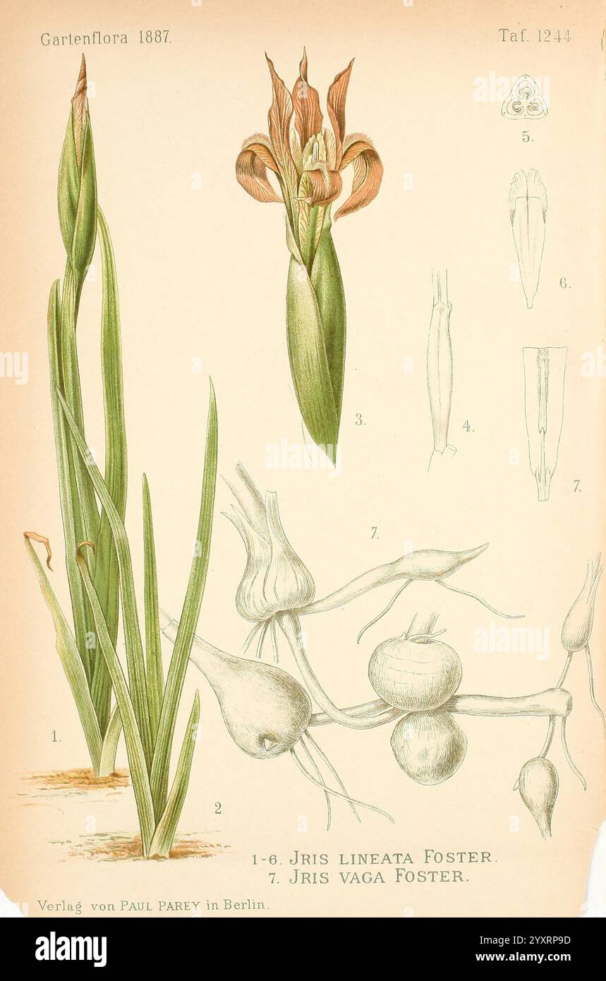 Two iris species hi-res stock photography and images - Alamy