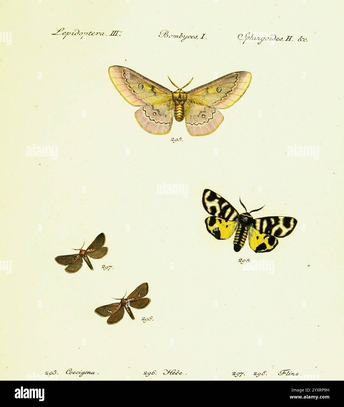 Two smaller moths hi-res stock photography and images - Alamy