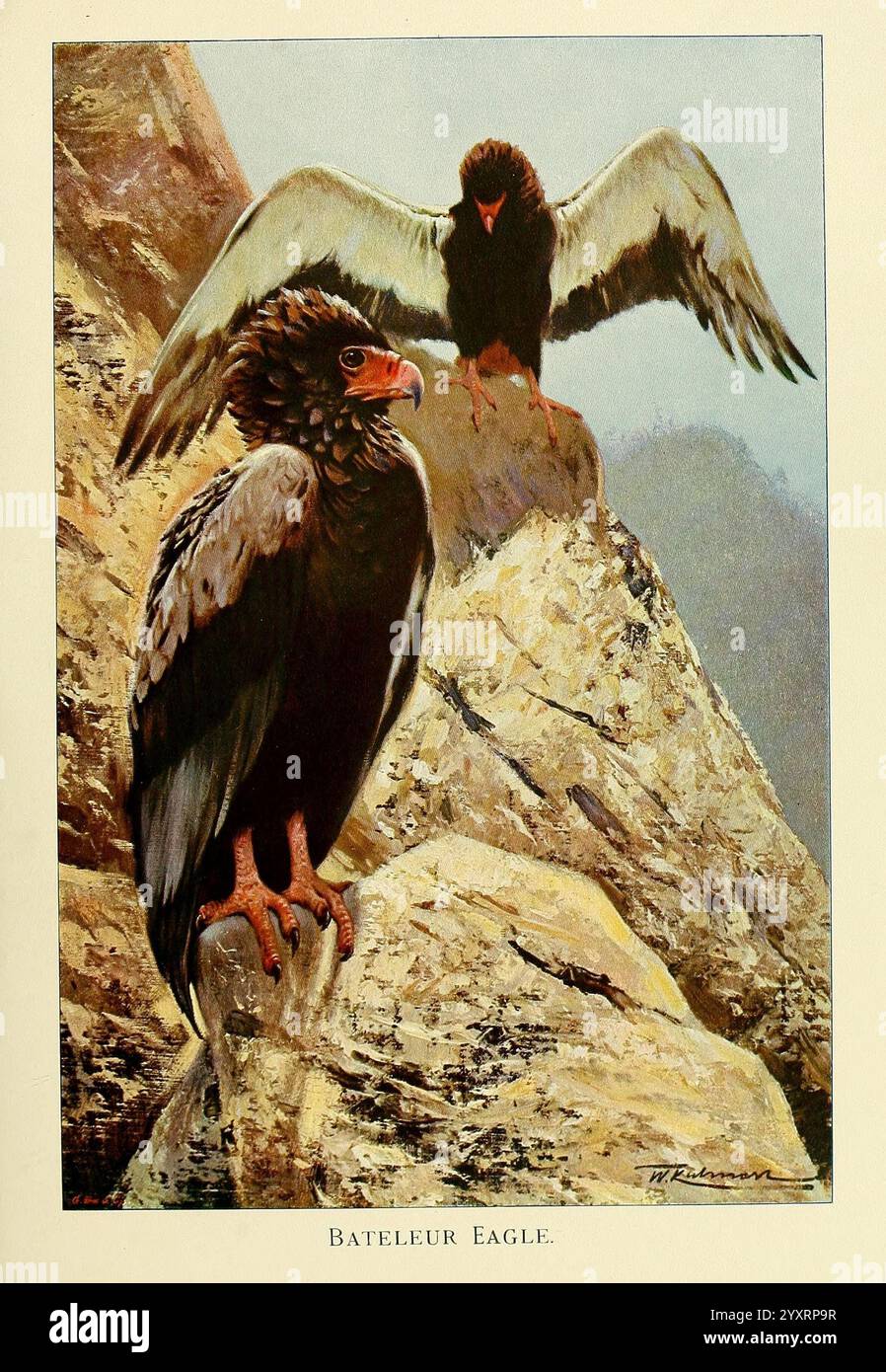 Another bataleur eagle hi-res stock photography and images - Alamy