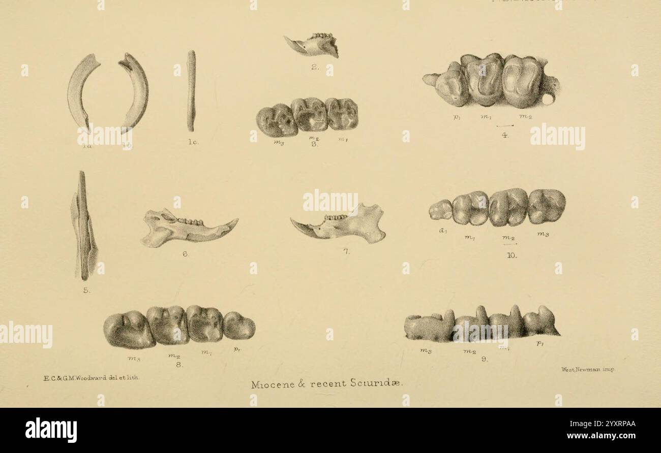 Studying dental morphology hi-res stock photography and images - Alamy