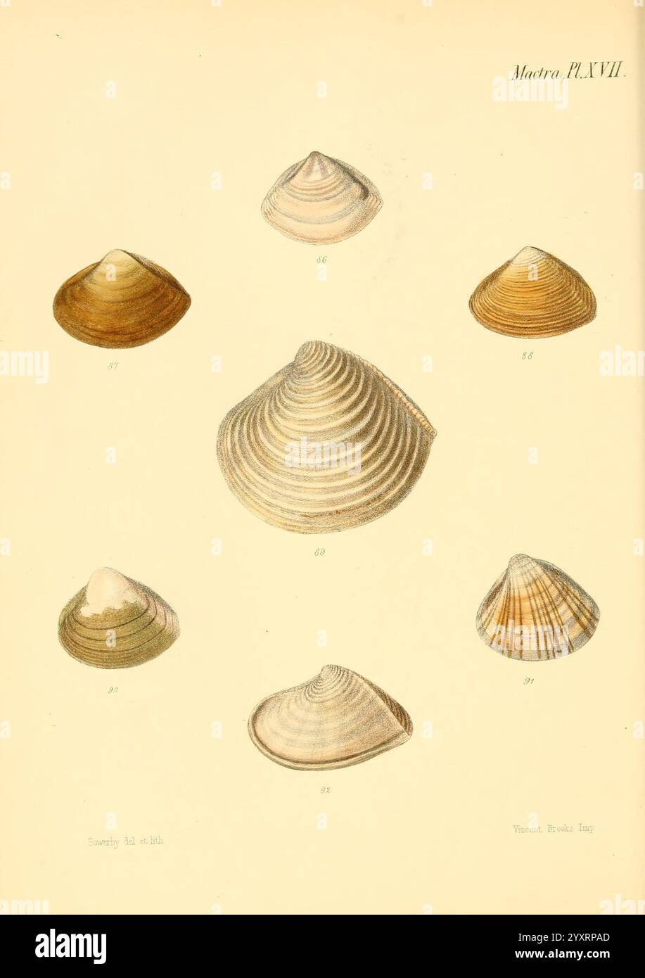 Shades ranging hi-res stock photography and images - Alamy