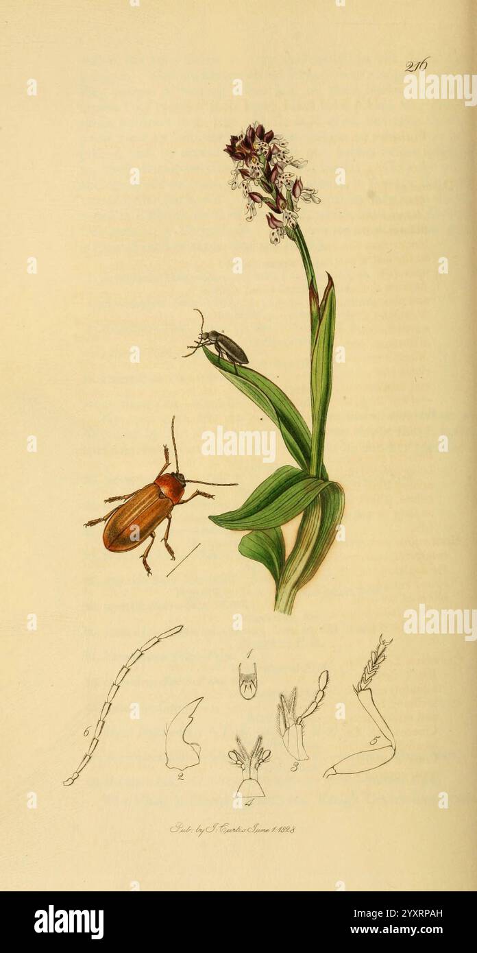 Various insect parts hi-res stock photography and images - Alamy