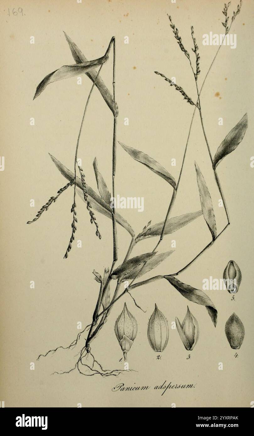 Species, Graminum, Petropoli, Impensis, Academiae, Imperialis ...