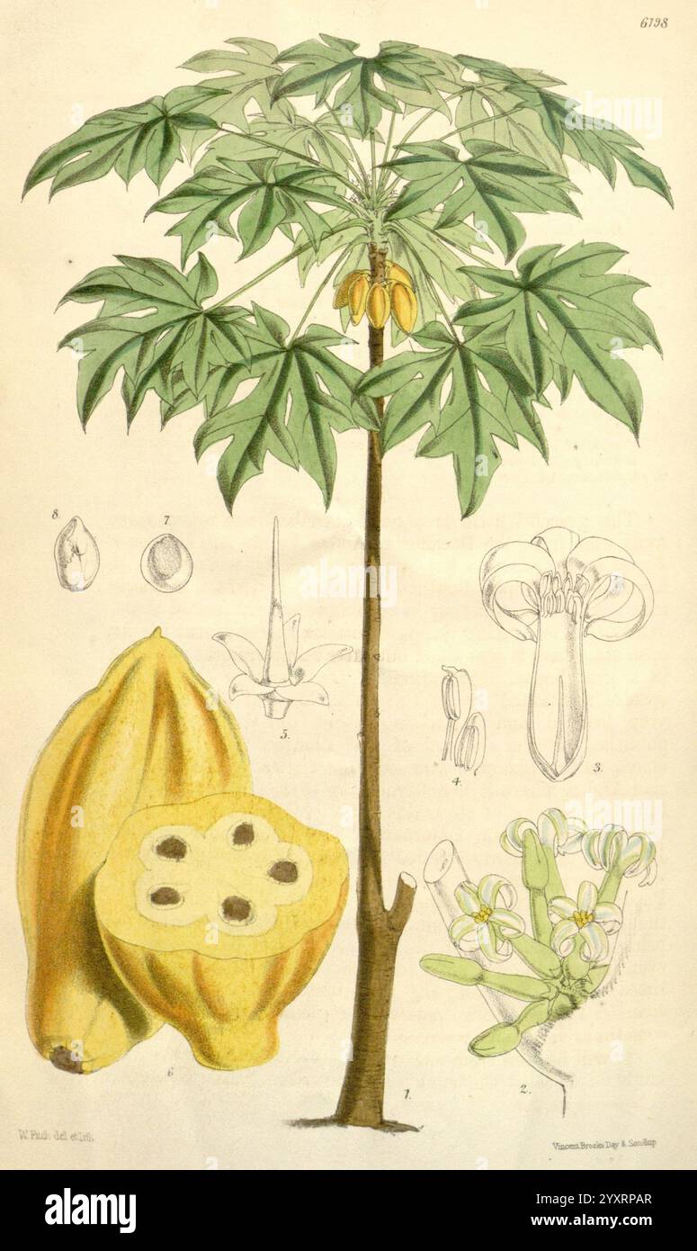 Papayas unique characteristics hi-res stock photography and images - Alamy