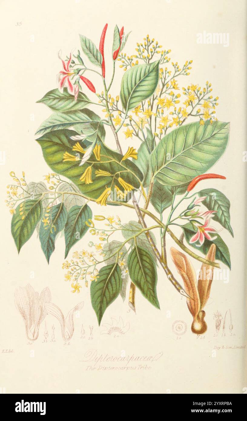 Illustrations of the Natural Orders of Plants with Groups and ...