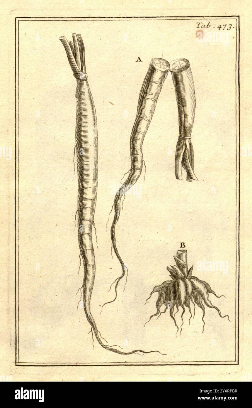 Taproot structure hi-res stock photography and images - Alamy