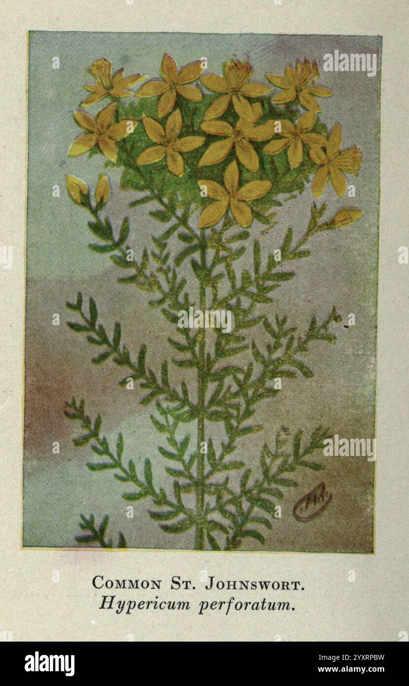 Distinctive perforations visible upon close inspection hi-res stock ...