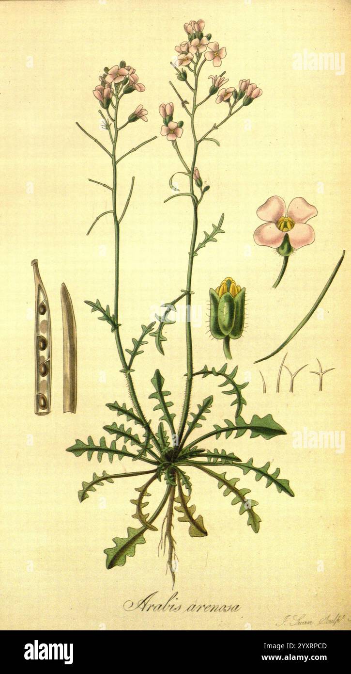 Prominent basal leaves hi-res stock photography and images - Alamy