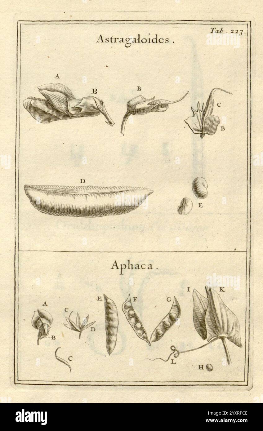 Aphaca genus hi-res stock photography and images - Alamy