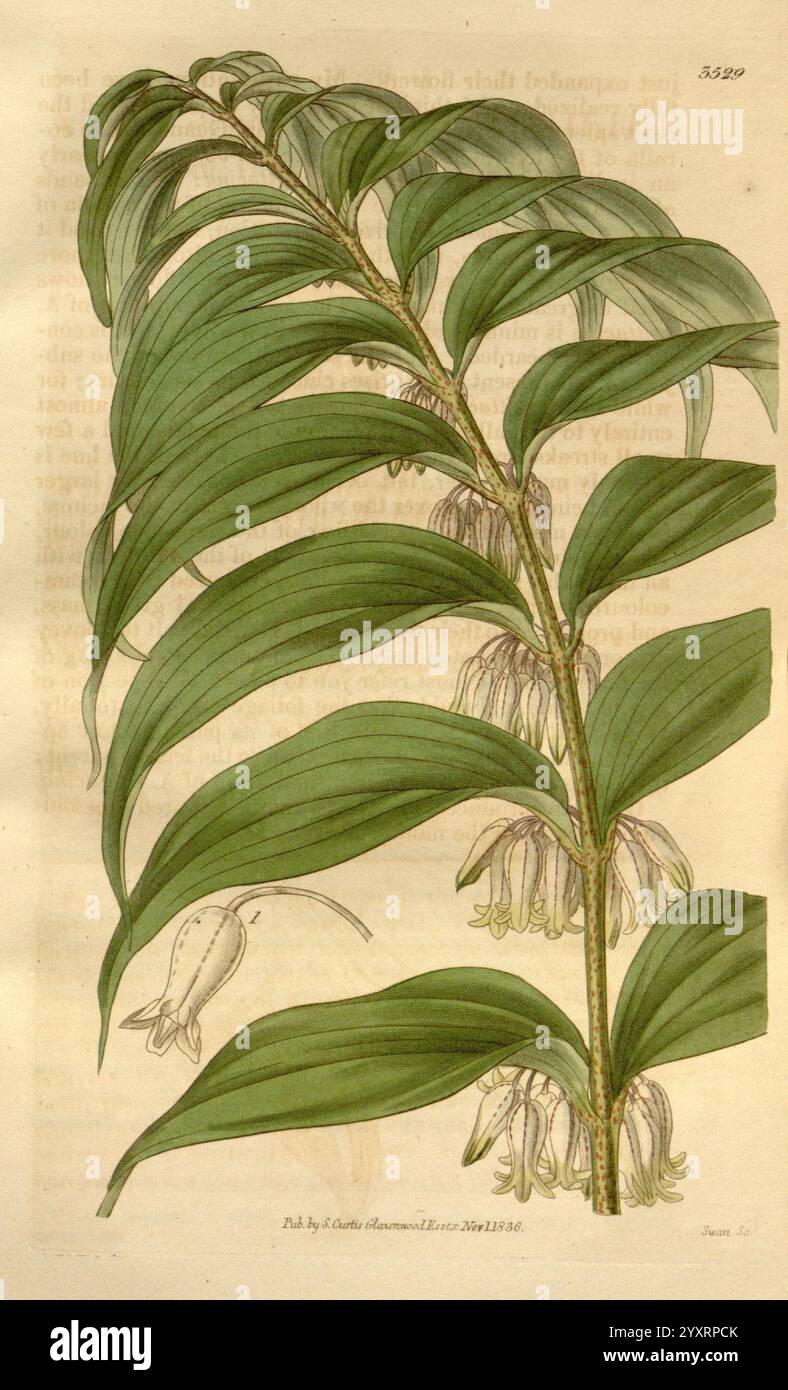 Curtis's Botanical Magazine London New York etc. botany periodicals ...