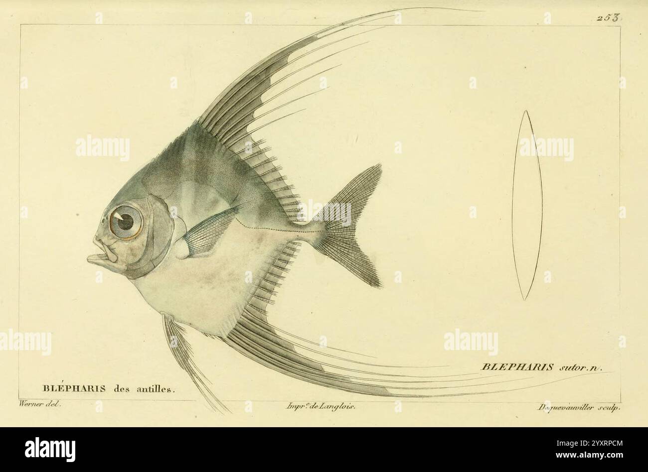 Streamlined oval shape hi-res stock photography and images - Alamy